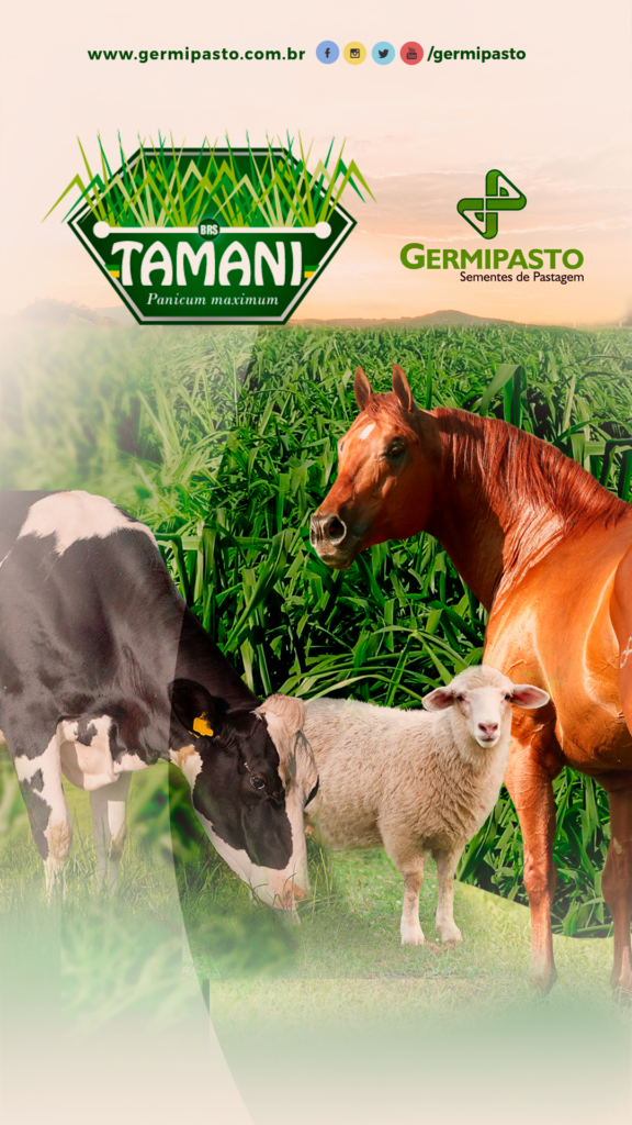 Germipasto Cultivar Tamani - Área do representante